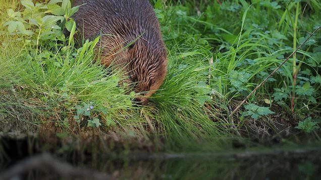 Wildlife hit hard by drought, fires and heat as extremes become 'new ...