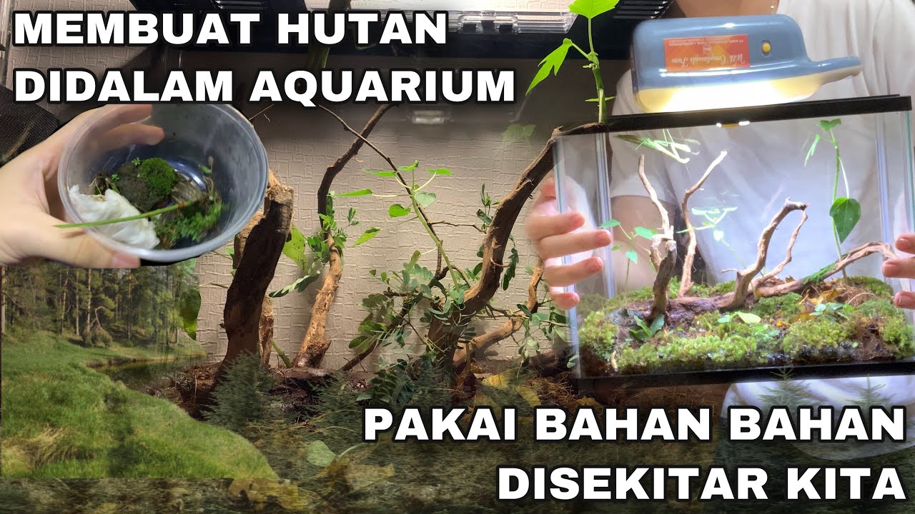 Terrarium hutan mini buatan sendiri: dekorasi meja yang terjangkau dan ...