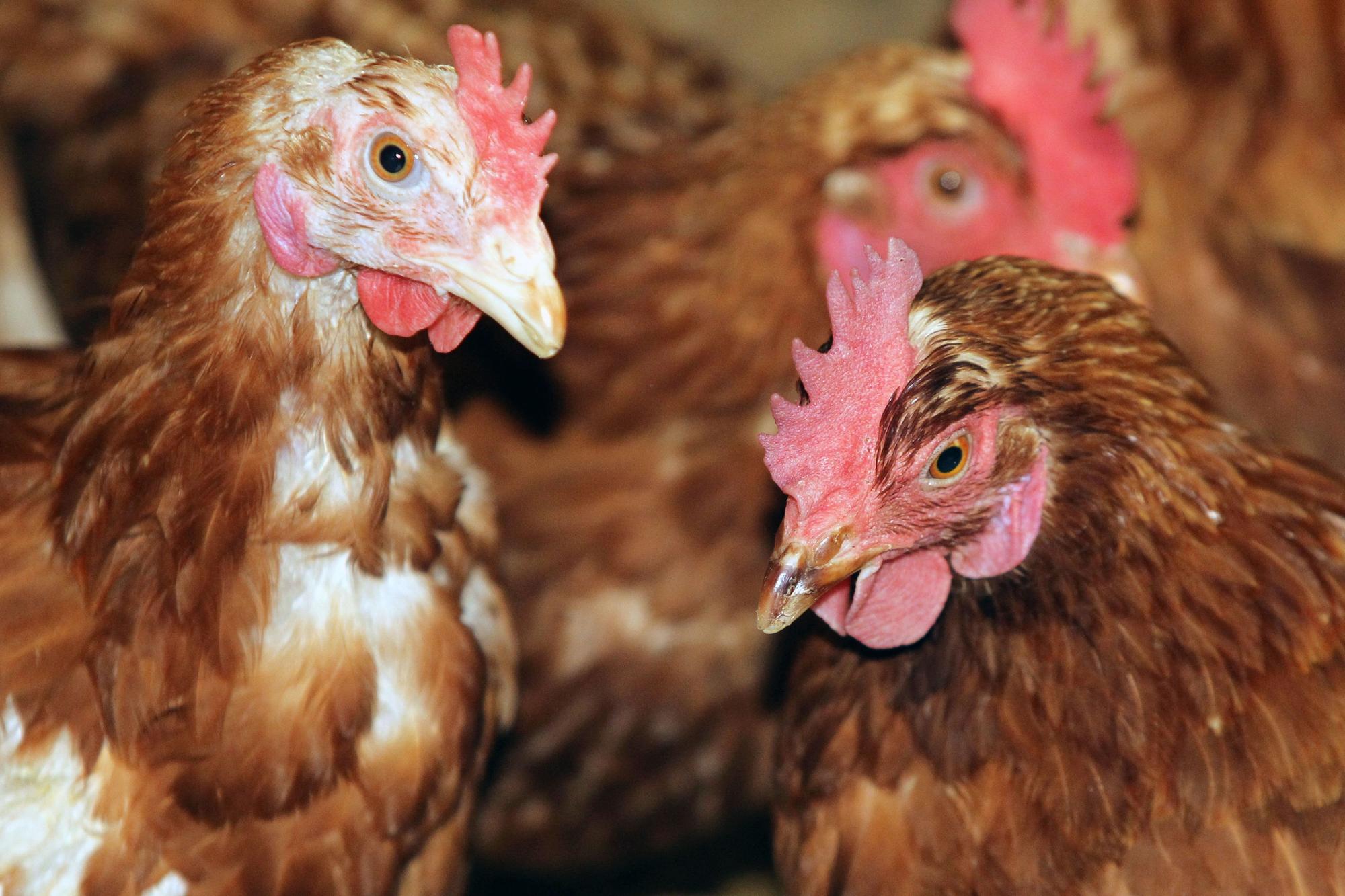 Bird flu confirmed in commercial poultry flock near York