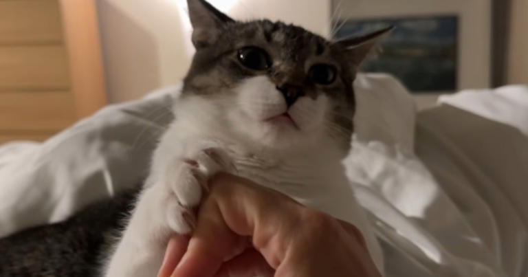 Cat participates in an Instagram trend & the results are unexpected