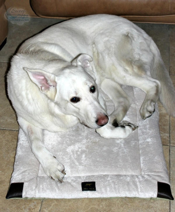 Active dogs need comfy beds