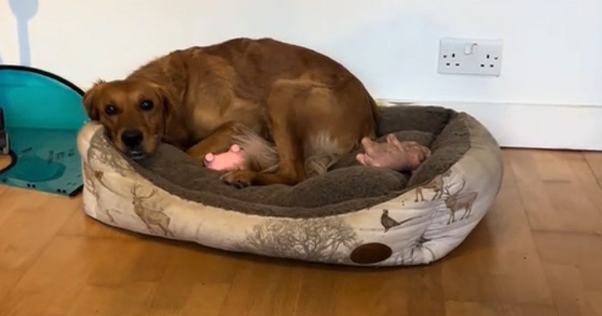 Golden retriever experiences 'phantom pregnancy' in moving video