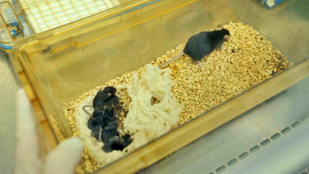 Mice that returned alive from Chinese space station give birth on Earth