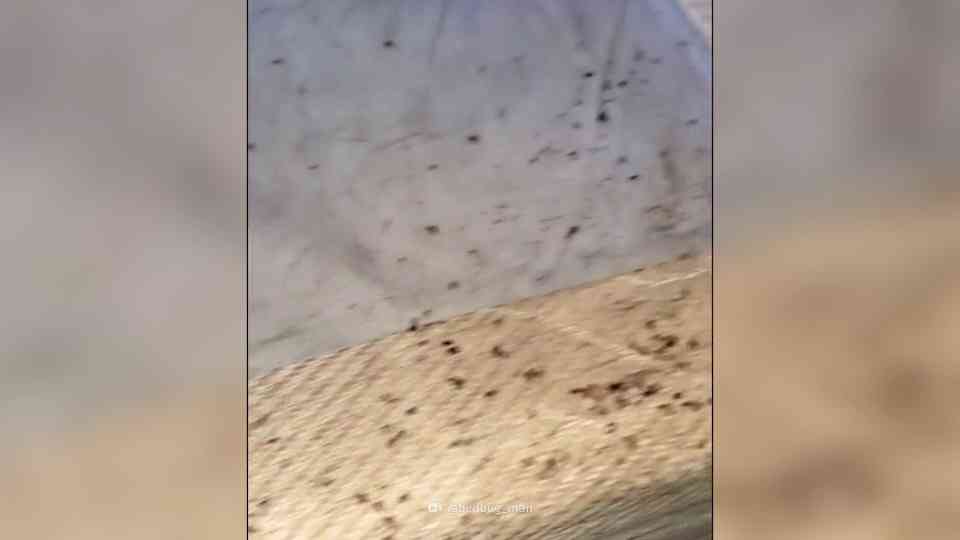 This close look at bed bugs is hard to forget