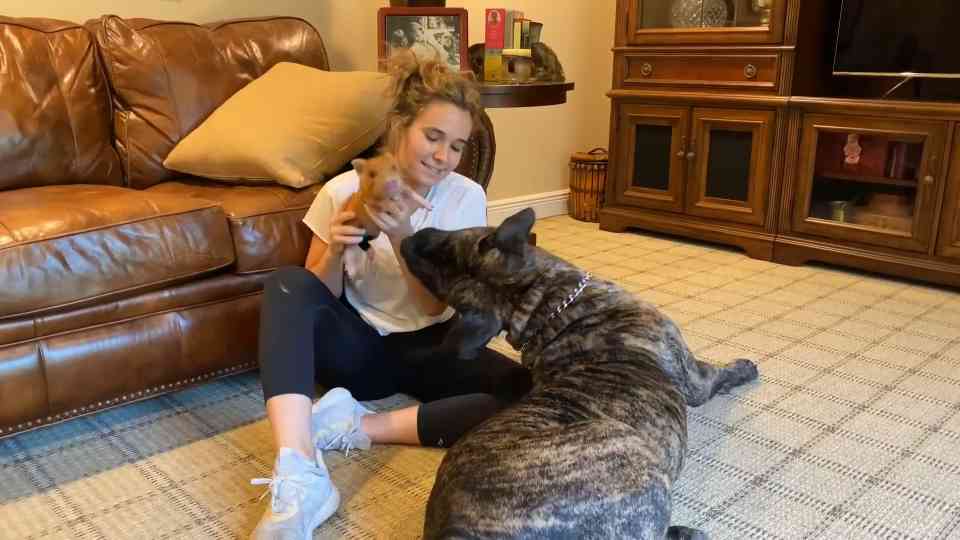 When a 150lb dog and a tiny pig meet: A heartwarming friendship begins