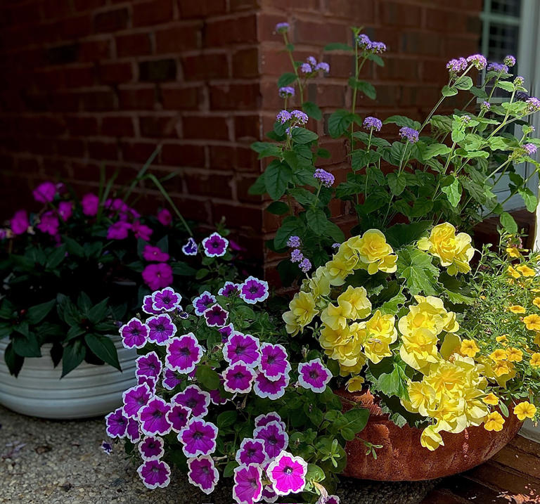 On gardening: Supertunia Hoopla Vivid Orchid garners Petunia of the Year