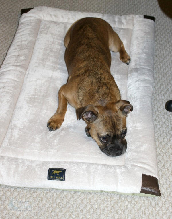 Active dogs need comfy beds