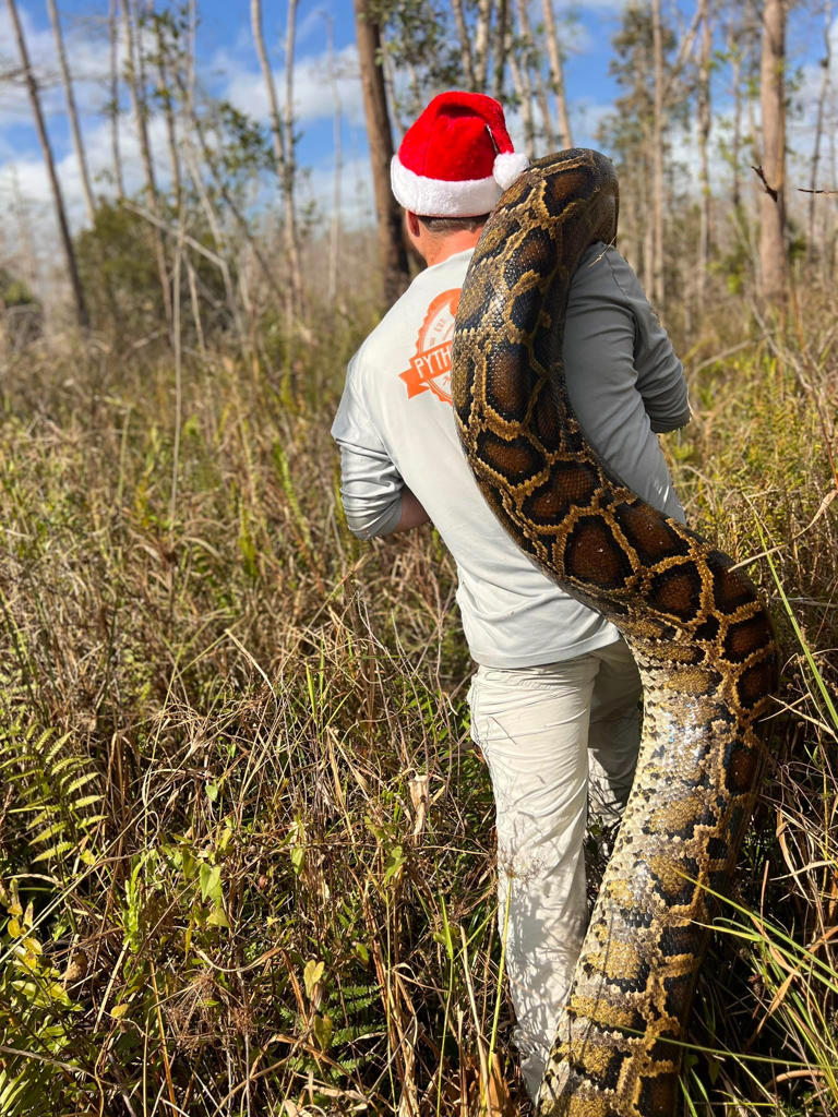 This Santa has a huge python slung over his shoulder, not a sack of toys