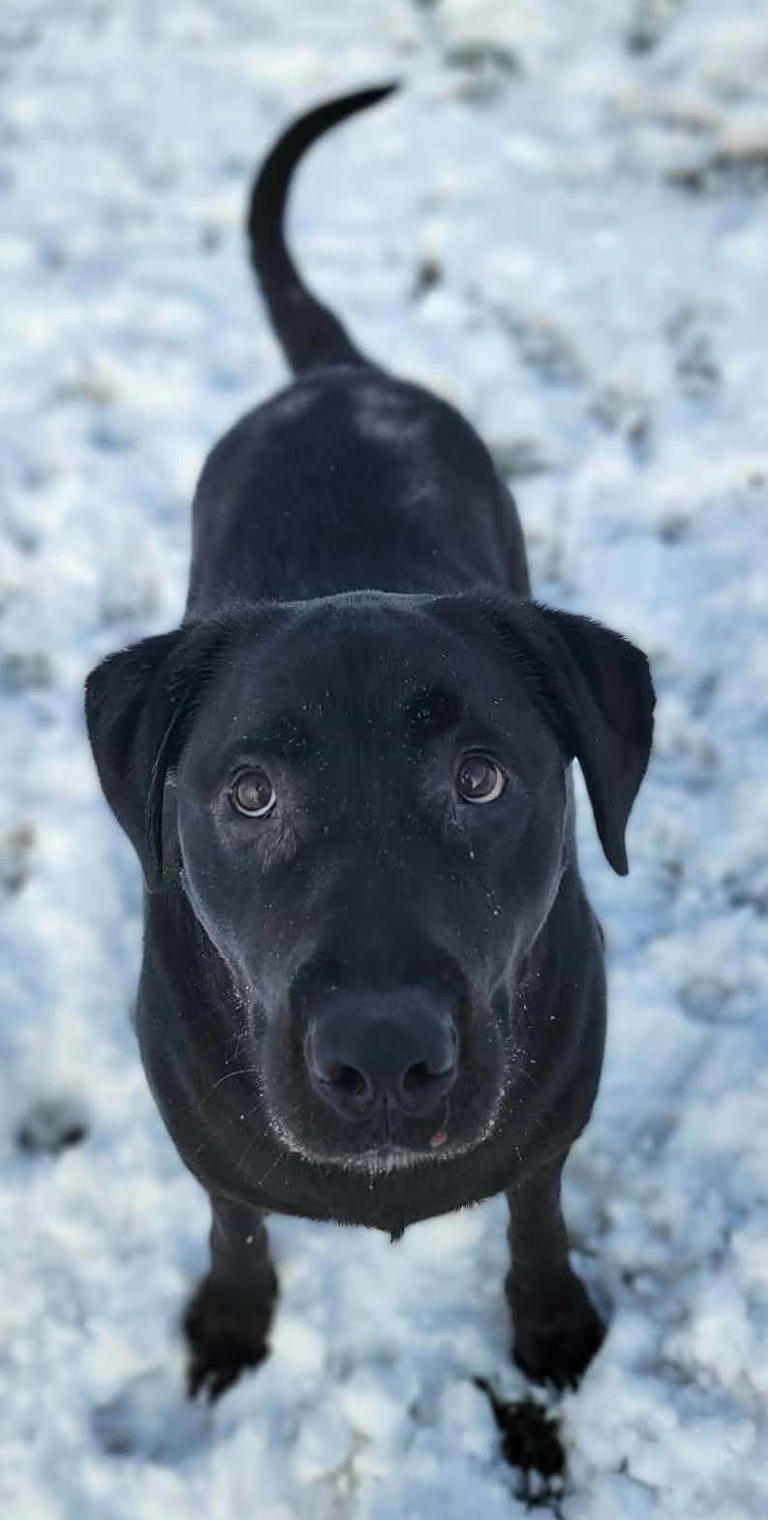 My cat is losing his fur. Is he going bald?