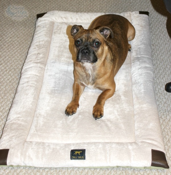 Active dogs need comfy beds