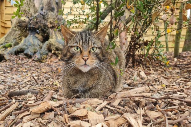 Why it's important animals at our zoo get vaccinated - even if some don ...