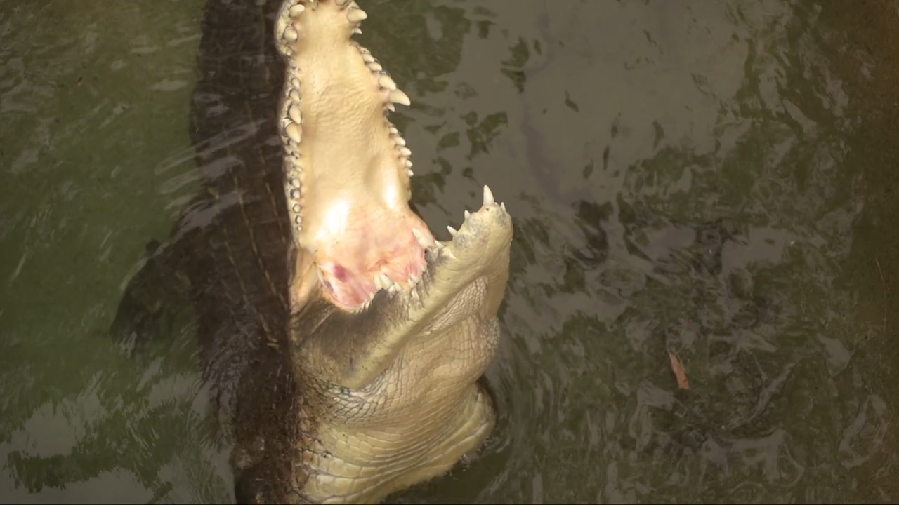 The science behind crocodiles and the traits that kept them alive