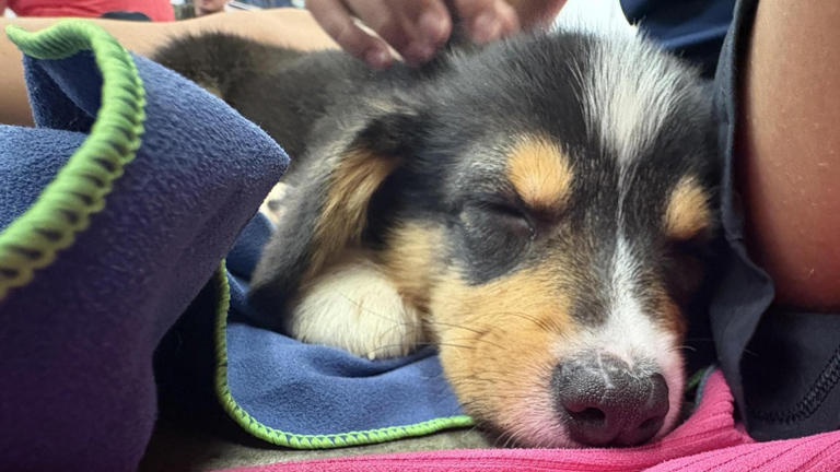 Puppy Yoga spaltet das Netz – Tierquälerei oder harmloser Spaß?