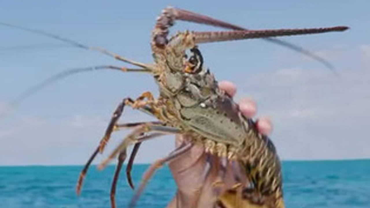 Spiny lobster bite caught on camera