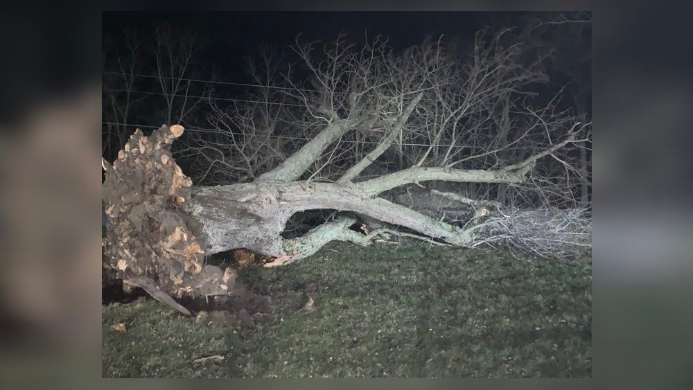 High winds damage powerlines, trees; wind advisory in effect for entire ...