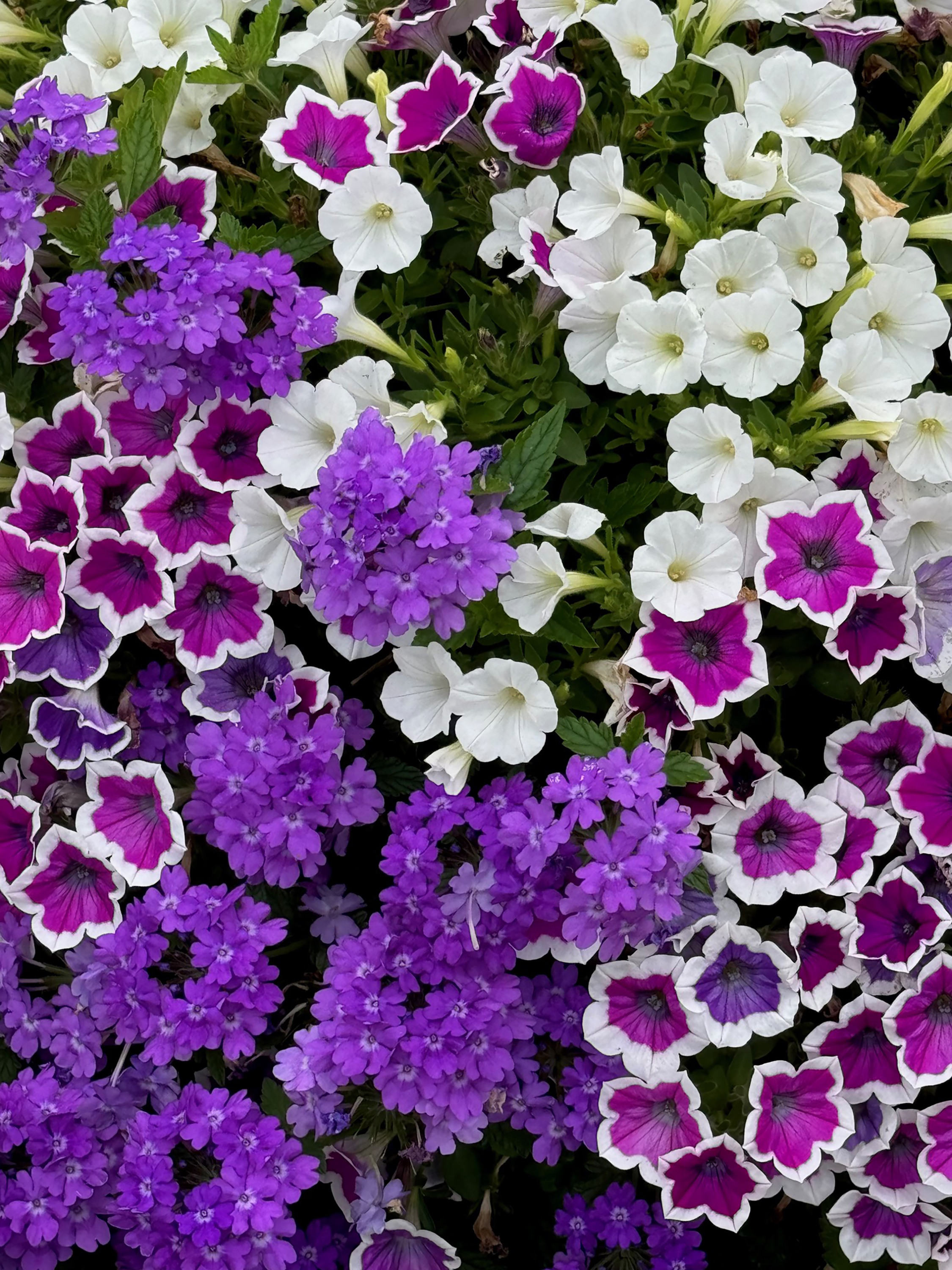 On gardening: Supertunia Hoopla Vivid Orchid garners Petunia of the Year
