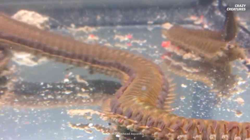 Why bobbit worms are among the most disturbing creatures in the sea