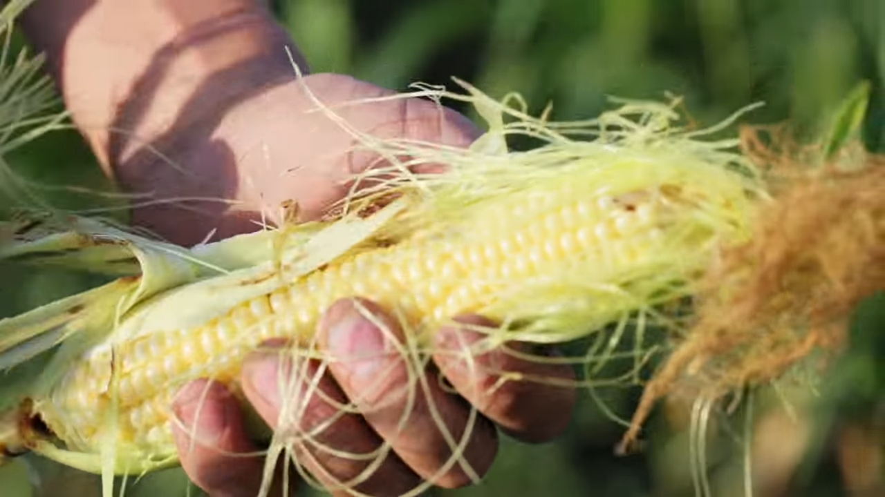 Truth about GMOs