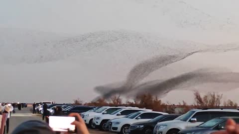 China: Thousands of migratory birds form giant wave in Shandong