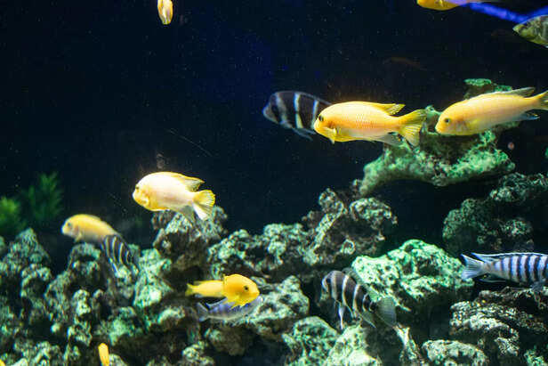 Struggling with dirty tanks? Here’s how to keep your aquarium clean