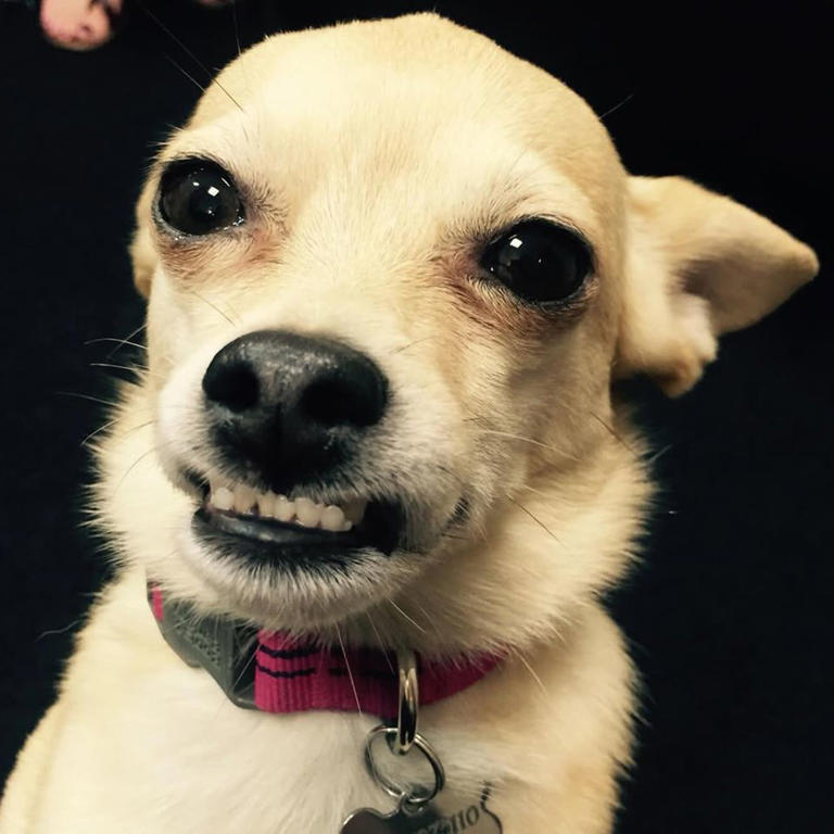 Miranda Lambert mourns death of her 15-year-old chihuahua Cher: 'Wish ...