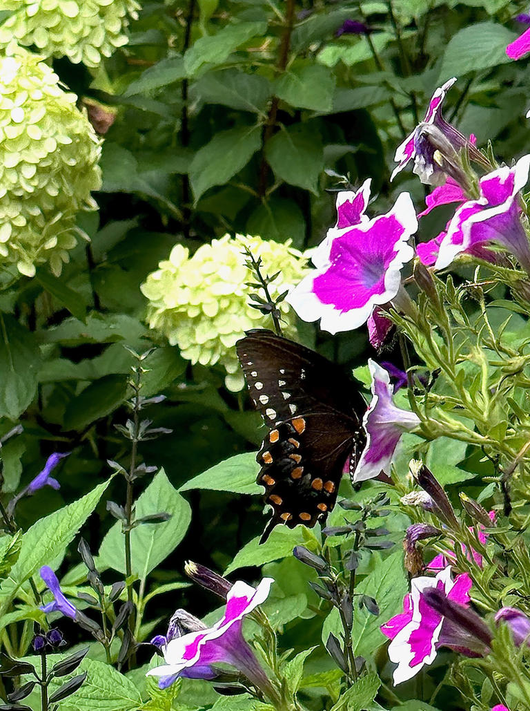 On gardening: Supertunia Hoopla Vivid Orchid garners Petunia of the Year