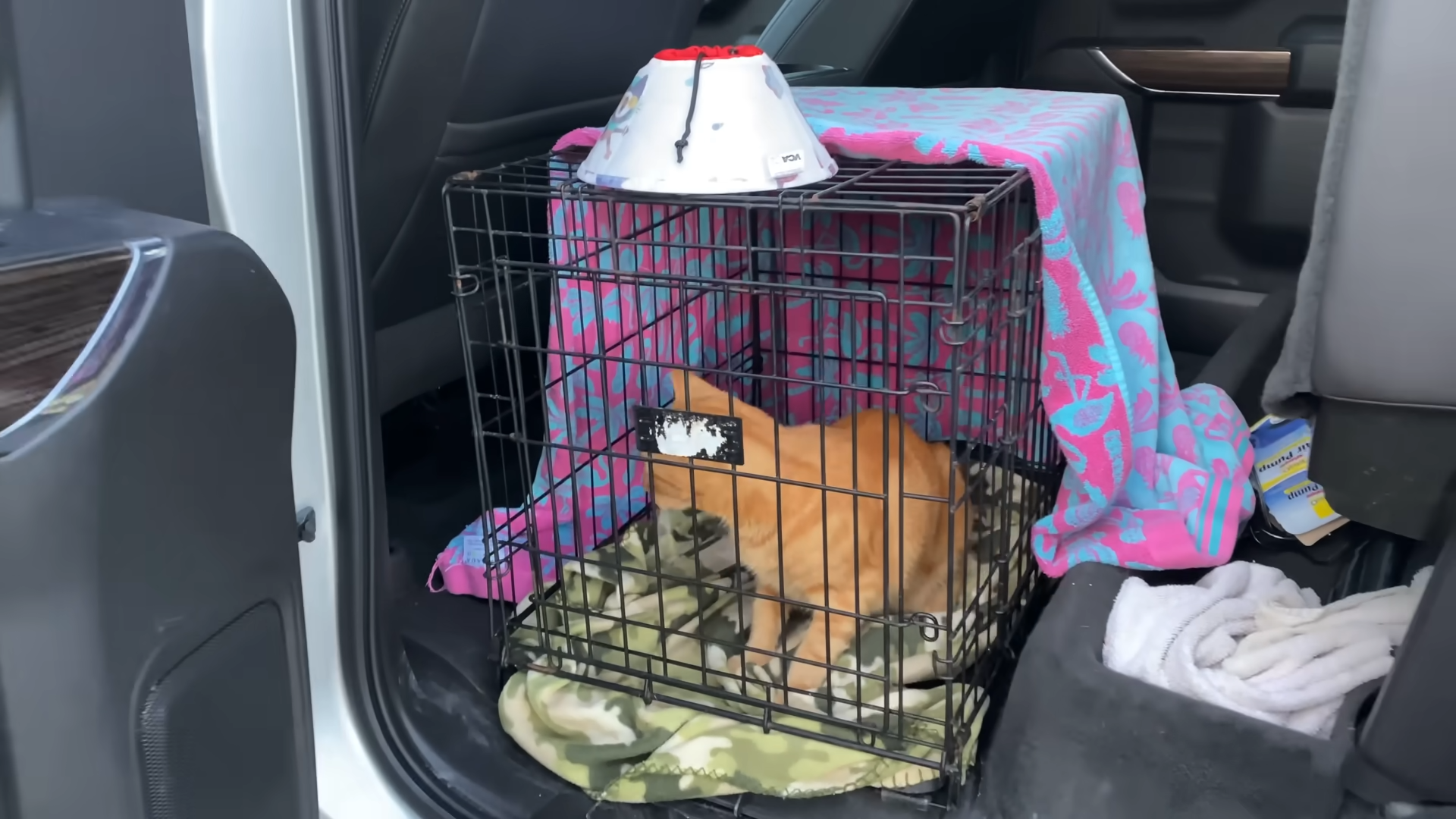 Emergency surgery after cat is mauled by a predator—what happened?
