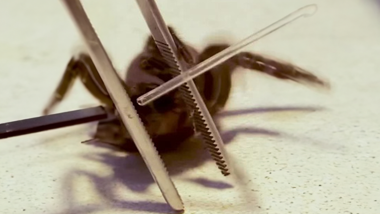 Milking a venomous spider