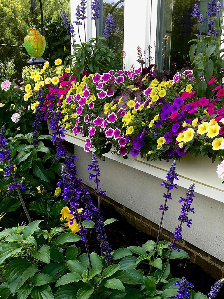 On gardening: Supertunia Hoopla Vivid Orchid garners Petunia of the Year