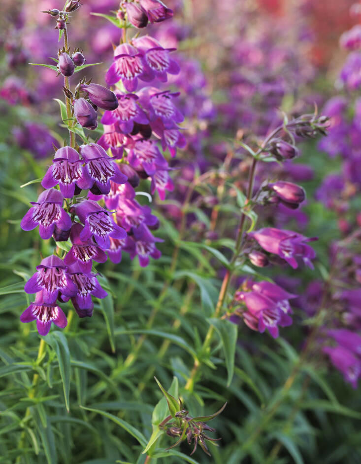 Greatest hits 2025: 5 favorite hummingbird-approved plants