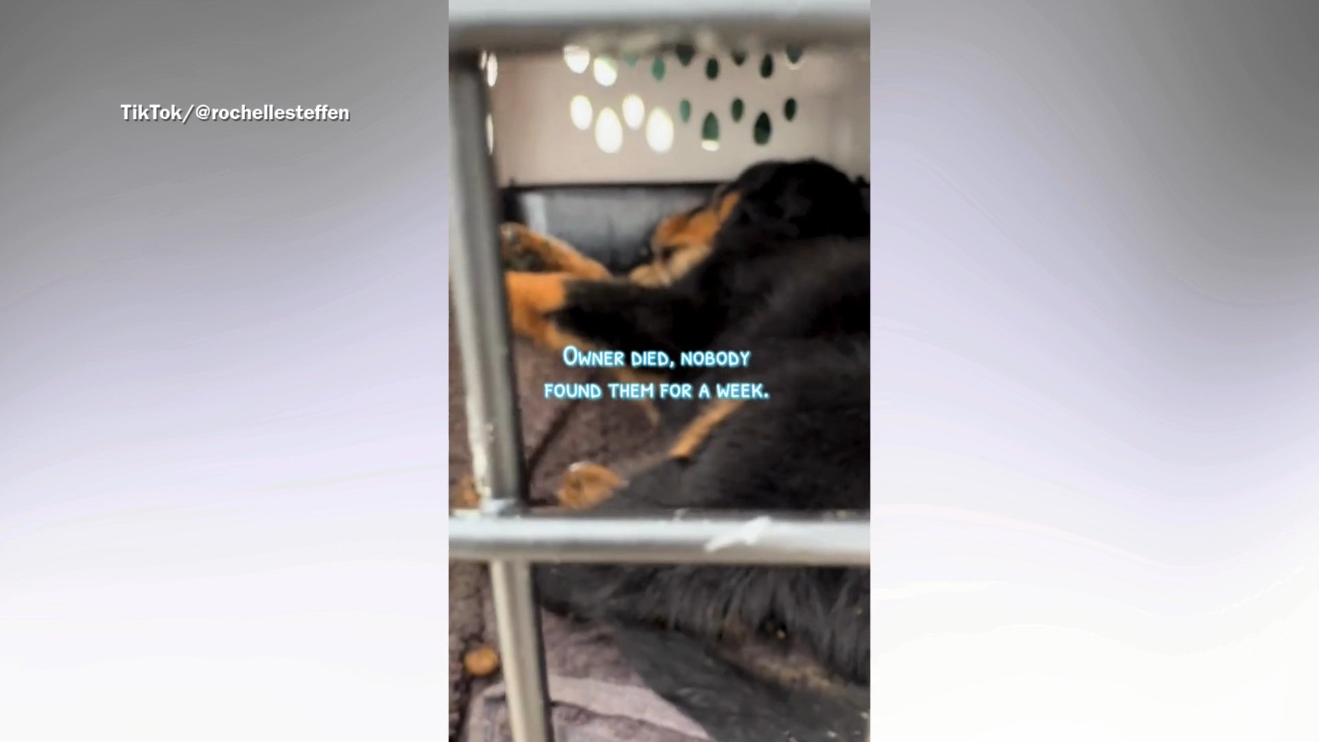 Rottweiler puppy found 'minutes from death' after owner passed away