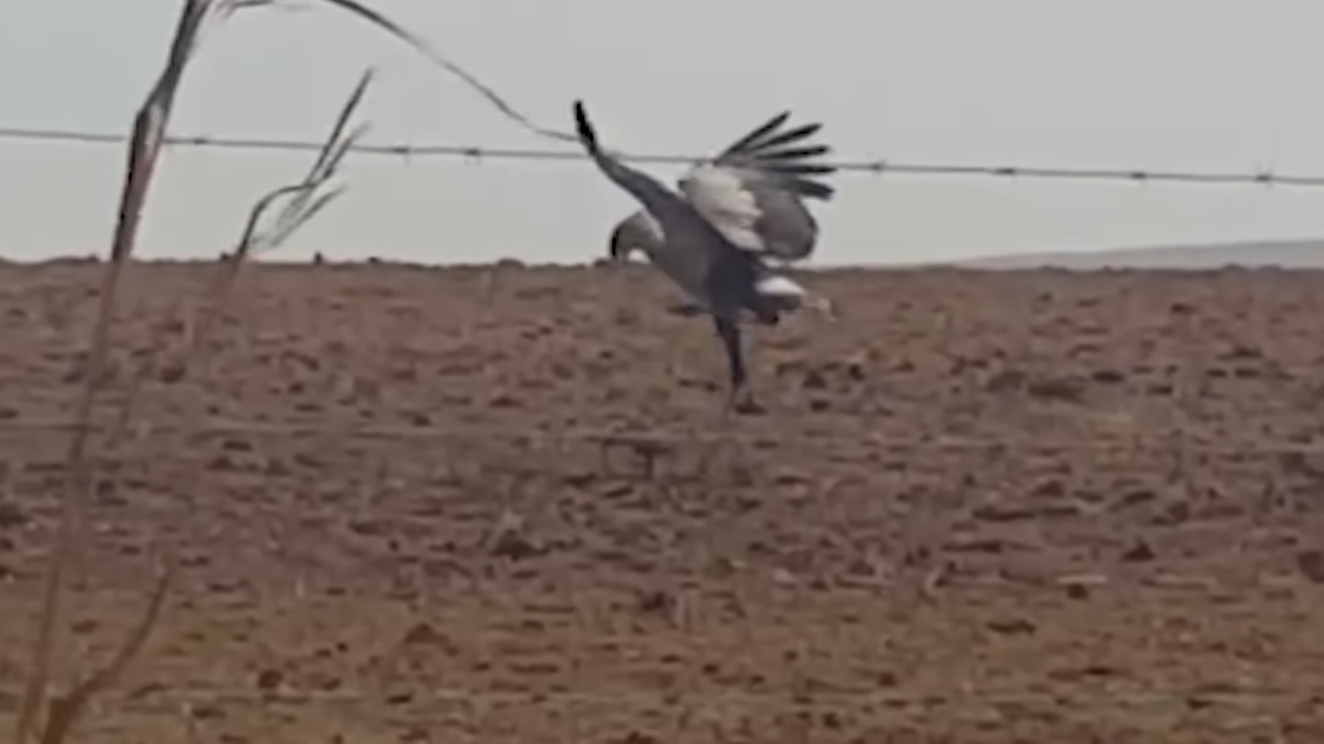 How animals fight reveals four strategies shaped by evolution