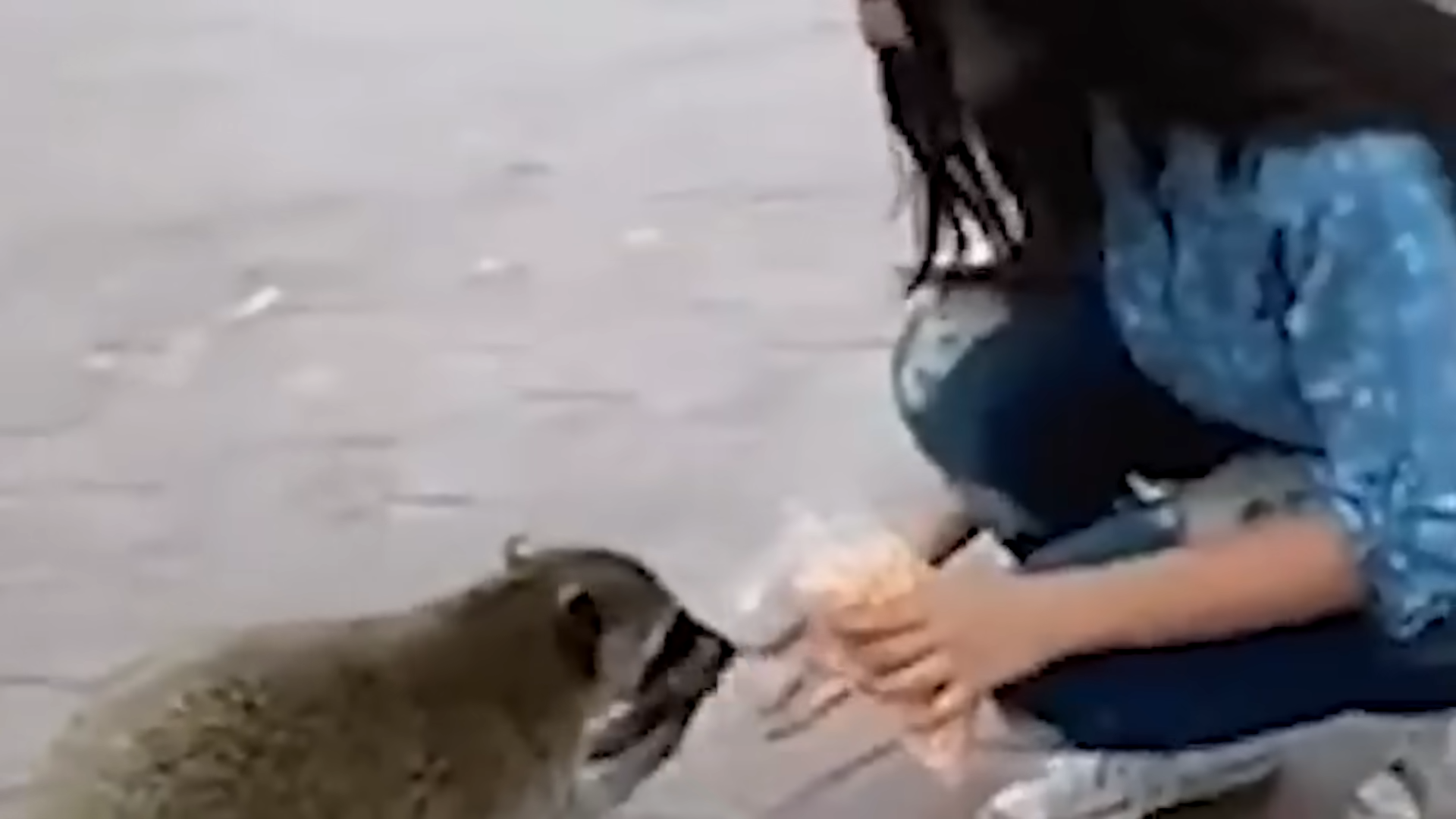 Ranking city animals reveals who really survives urban life