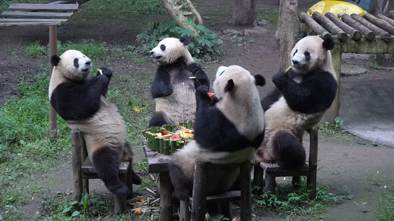 Why pandas are impressively bad at existing