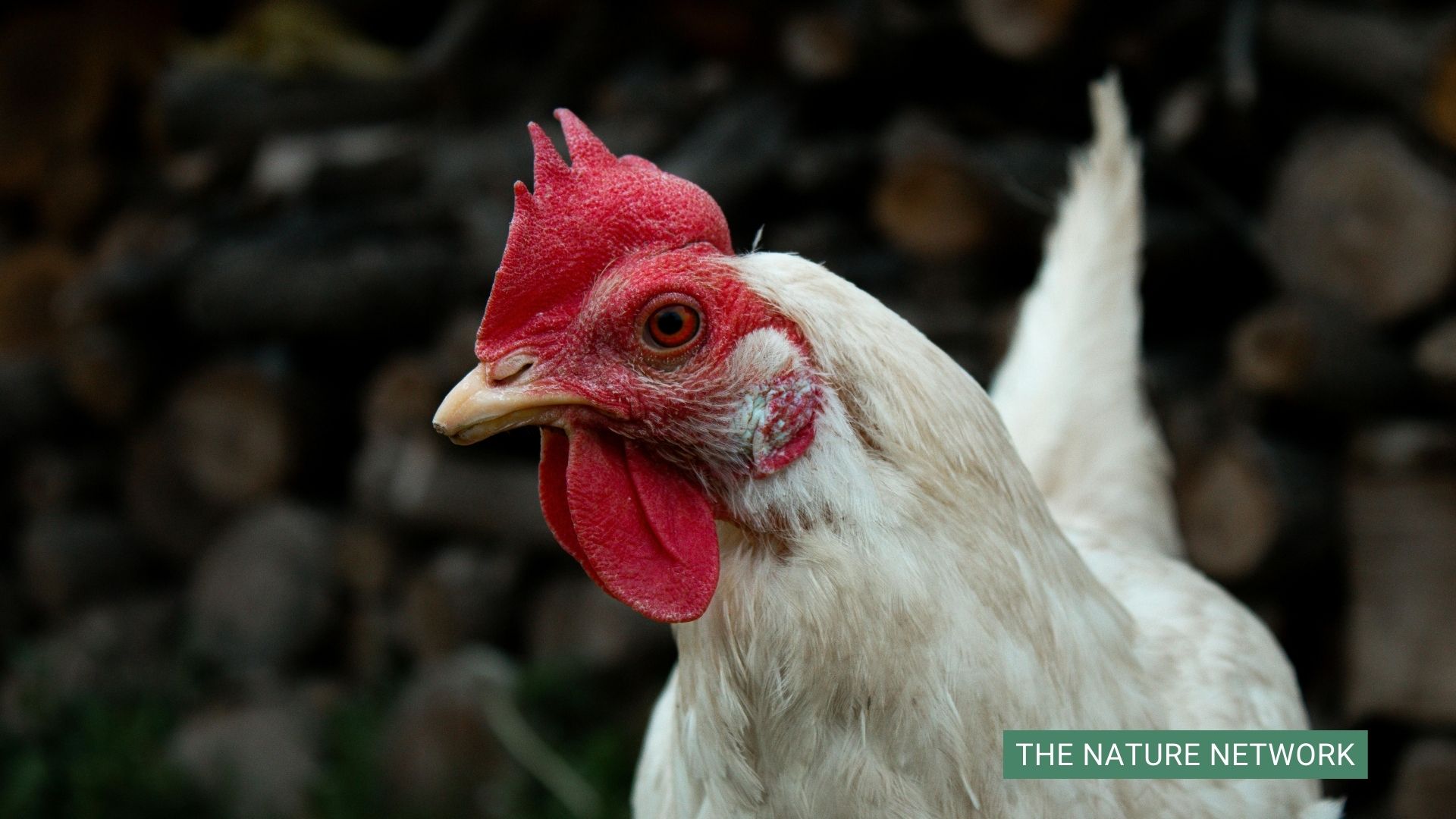 UK to ban hen cages, puppy farms and trail hunting by 2030