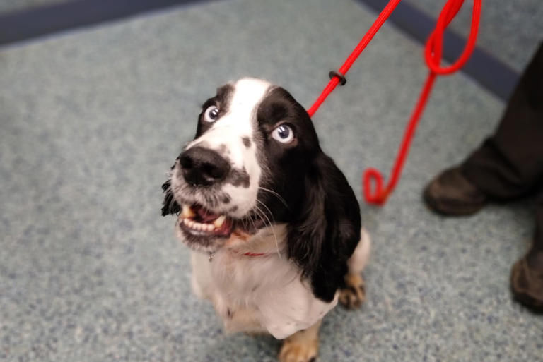 Tweedbank man banned after dogs are left to suffer