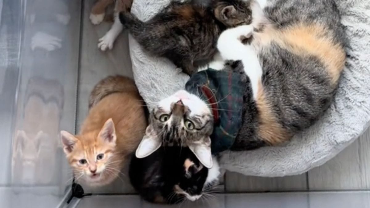 Kind cat becomes a babysitter for an exhausted mum's kittens (video)