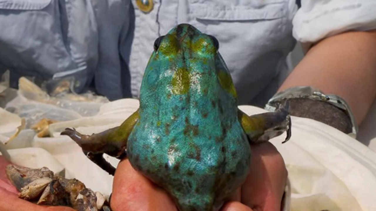 Discovery of a blue “mutant” creature