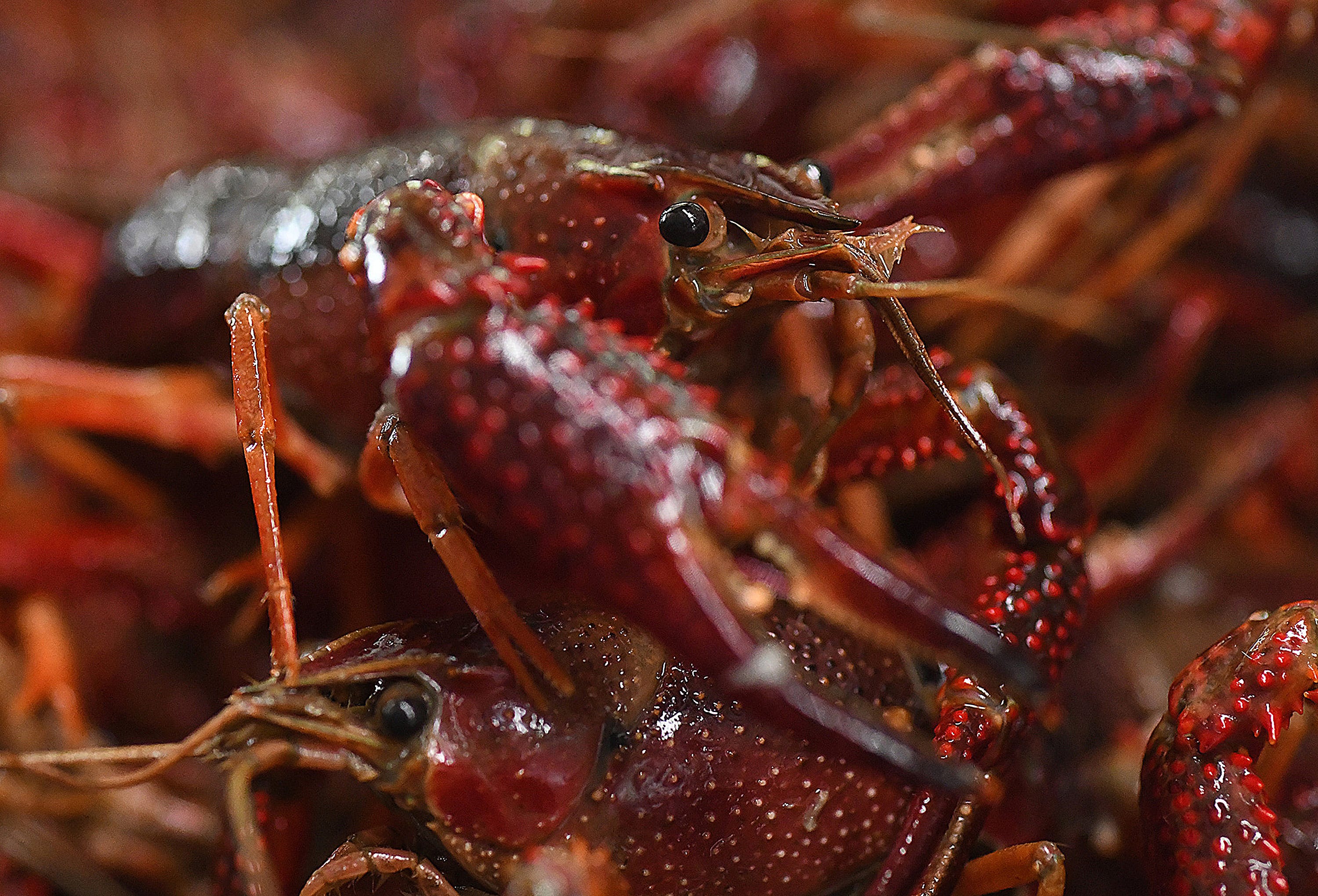 Is it crawfish season yet? Here's when mudbugs are at their best