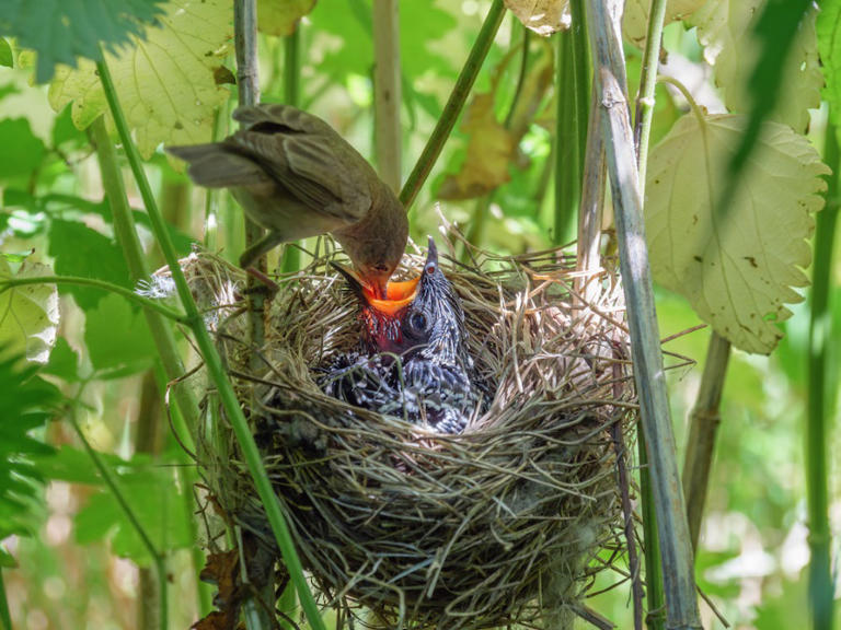 Which bird is known as the lazy bird?