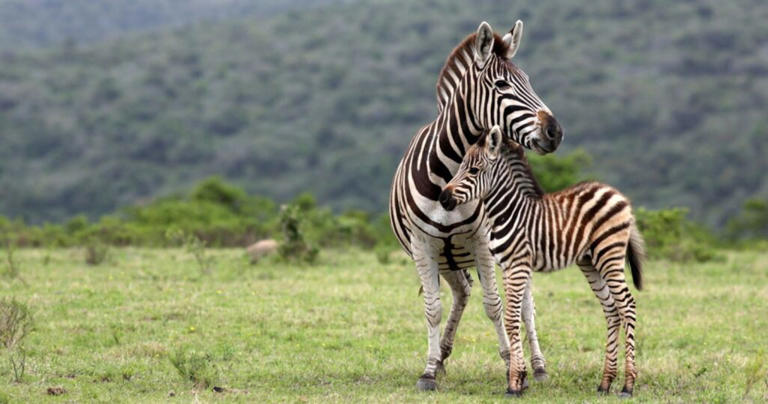 La femelle du zèbre porte un nom méconnu et pourtant officiel