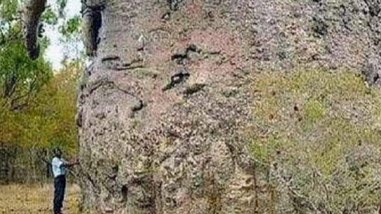 World's oldest tree? Viral post claims 6,000-year-old giant