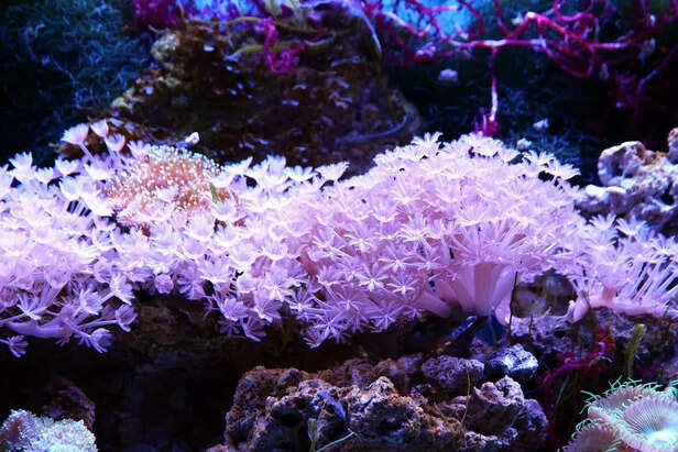 Struggling with dirty tanks? Here’s how to keep your aquarium clean
