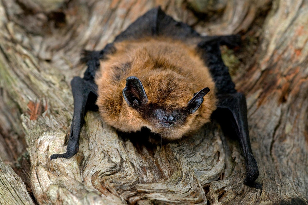 How to attract bats into your garden