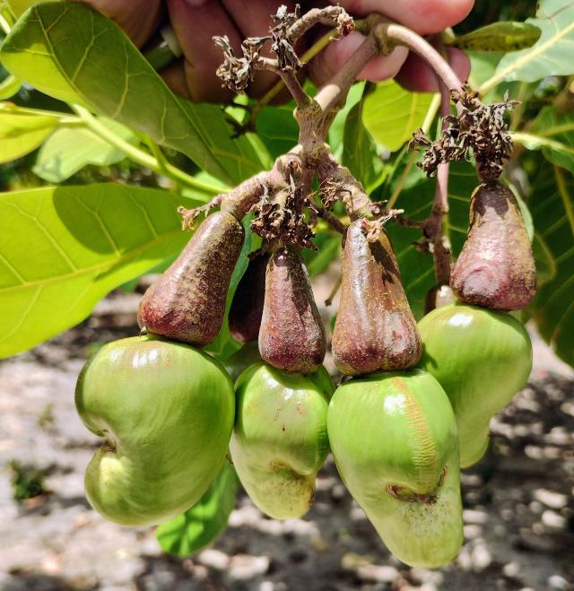 A nova fruta clonada com tecnologia brasileira que aumenta a colheita ...