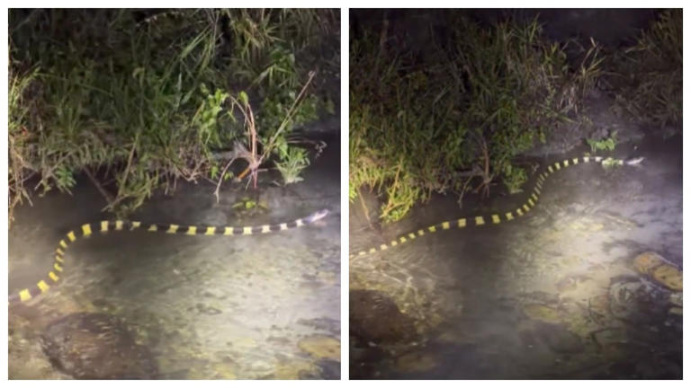 Man spots deadly banded krait snake during night patrol, IFS officer ...