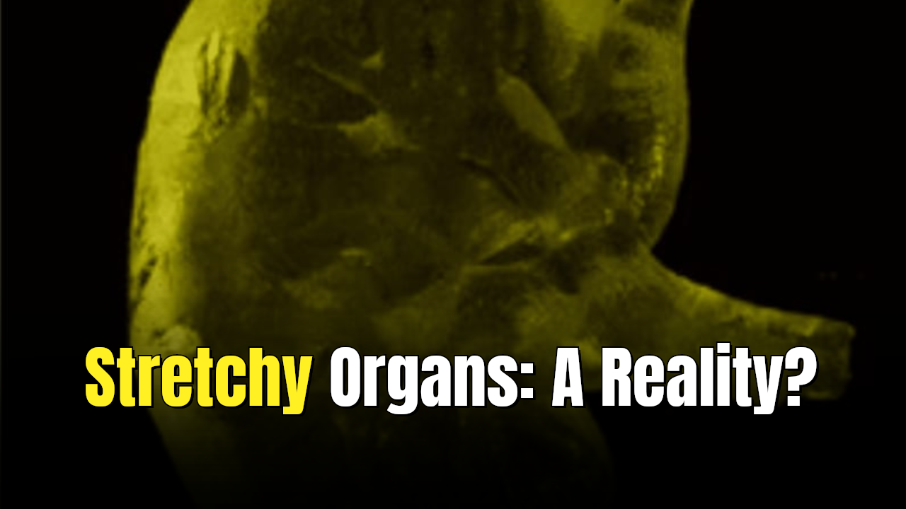 New 3D-printable material brings artificial organs one step closer