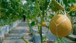 5 agrowisata petik buah di Jawa Timur: pilihan liburan sehat yang bikin ...