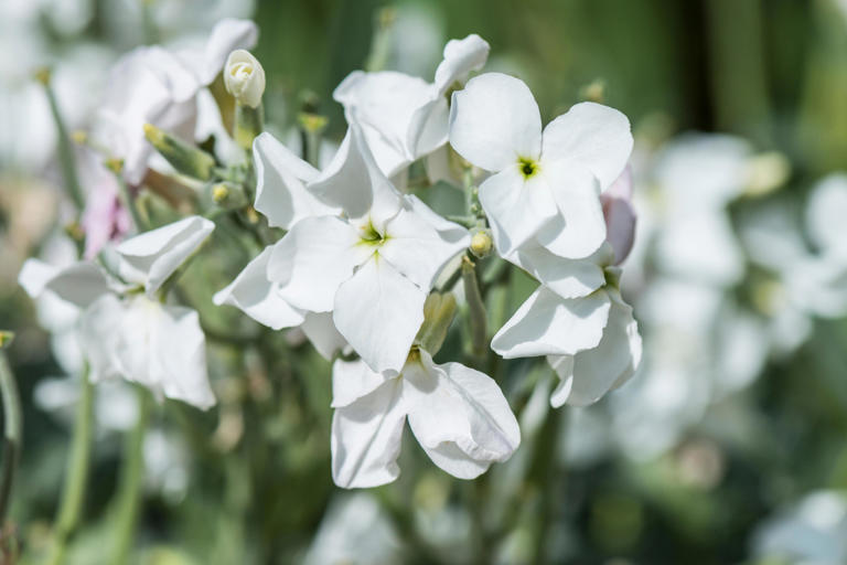 Expert reveals how to attract bats into your garden and its importance