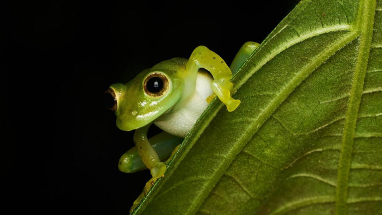 Une bactérie trouvée dans l'intestin d'une grenouille élimine les ...